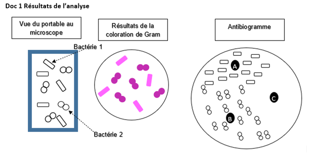 Chapitre 18 - Les bactéries